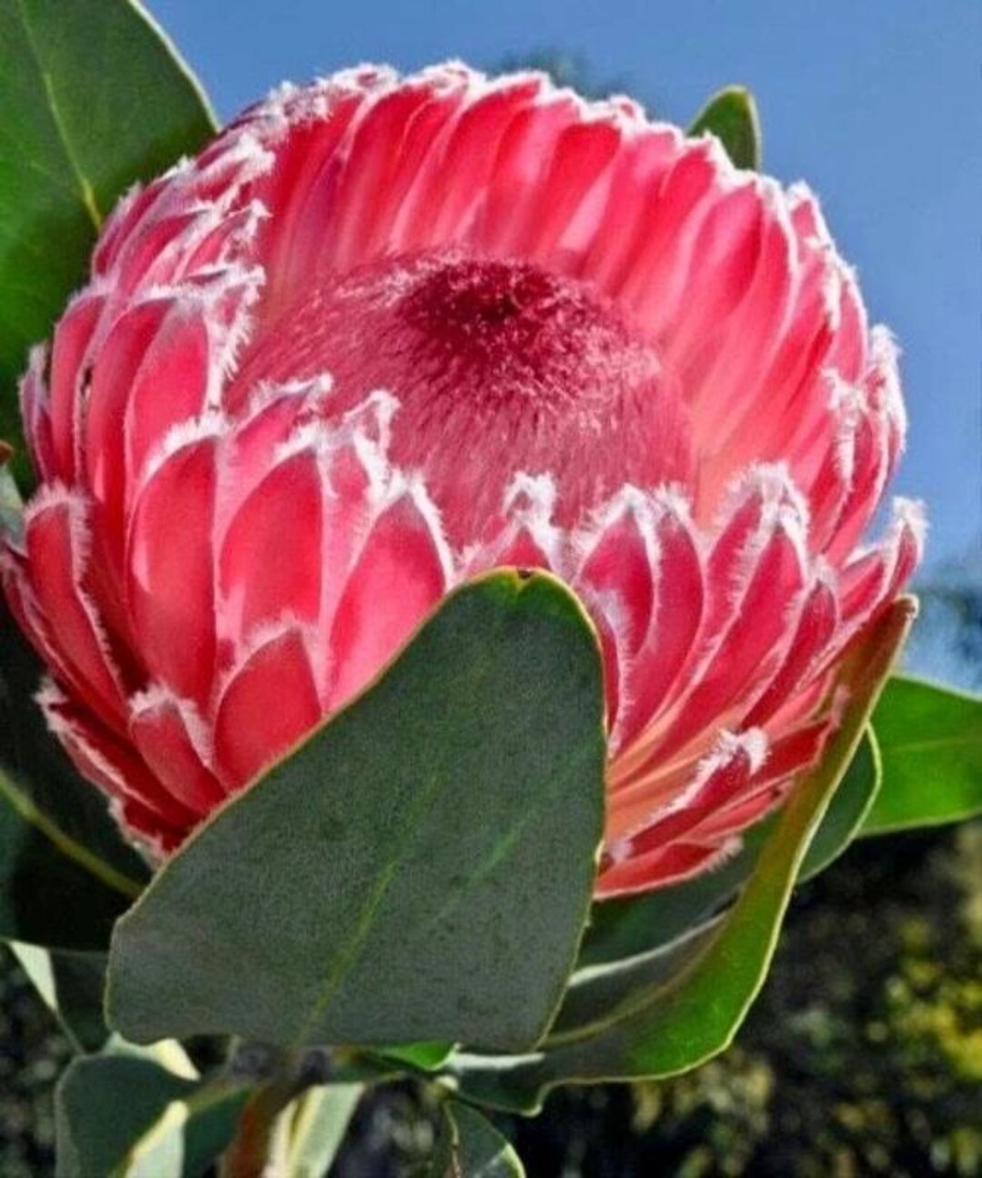 King Protea Flower Seeds – Giant 10" Blooms, Exotic Long-lasting Cut ...