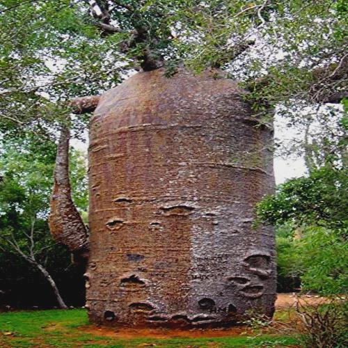 Baobab Tree Seeds: Rare African Superfruit, Bonsai or Outdoor Tree - Etsy