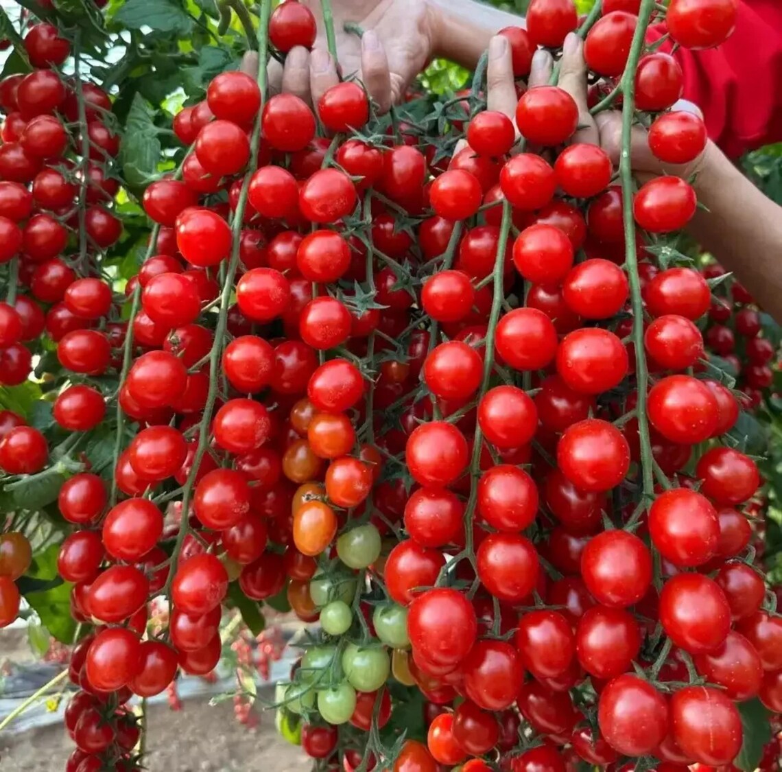 100+ Rare Waterfall Tomato Seeds – Sweet, Heirloom, Organic, High Yield ...