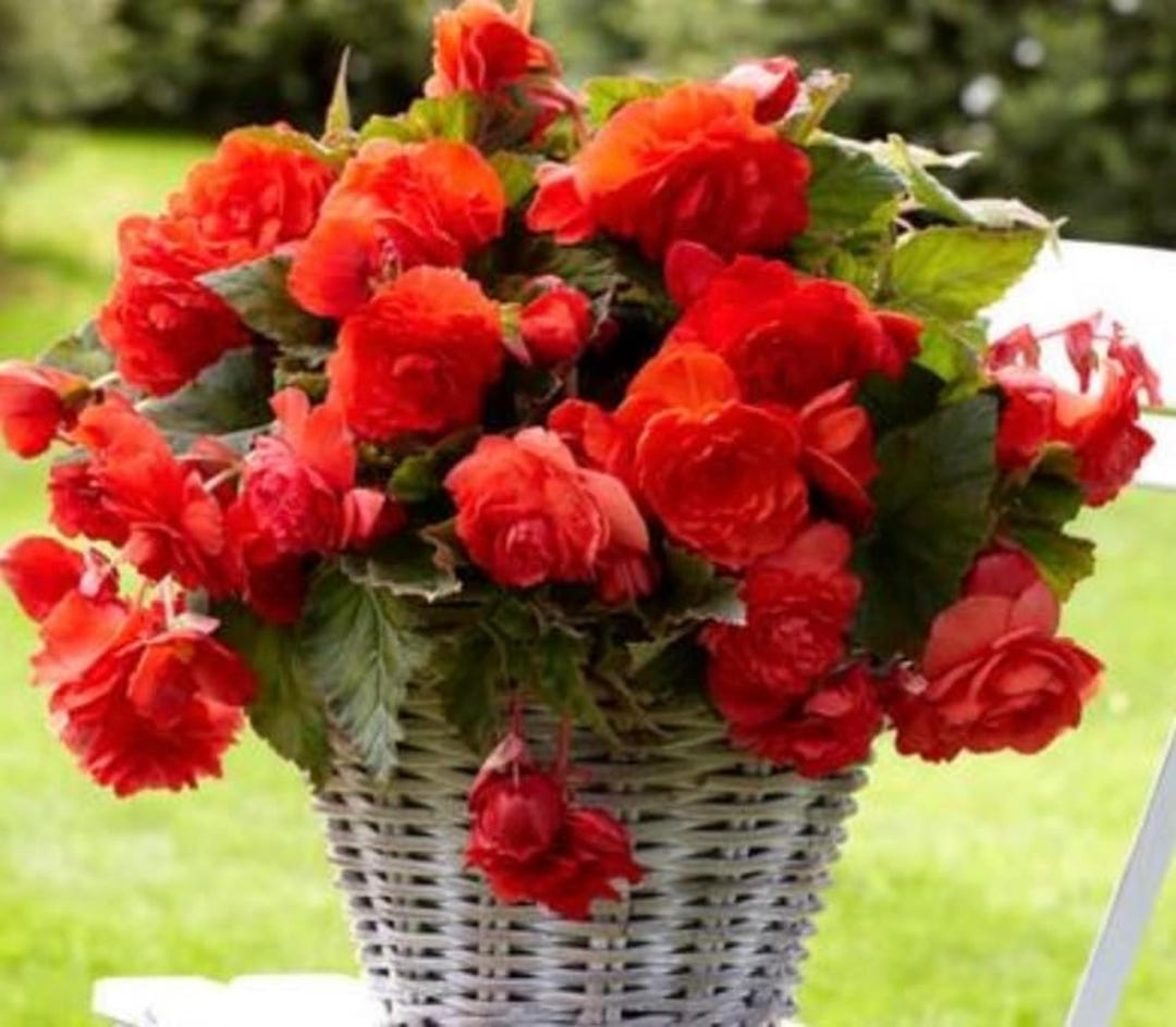 Red Glory Odorata Begonia Bulbs | 10 Fragrant Flower Bulbs | Indoor ...
