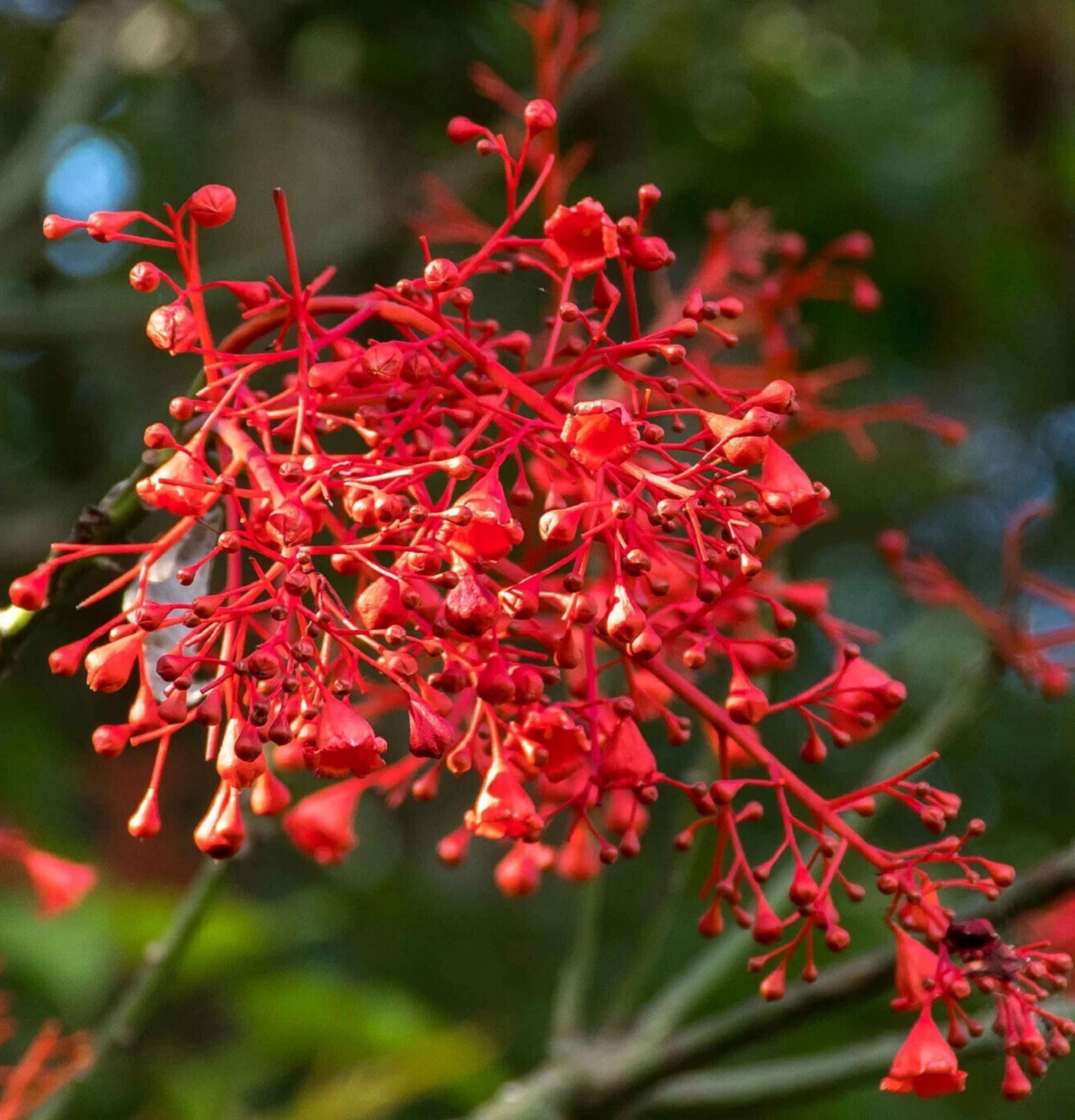 Illawarra Flame Tree Seeds: Red Bottle Tree, Fast Growing - Etsy