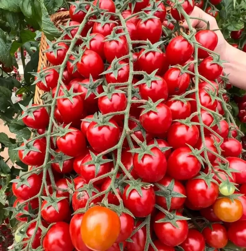 100+ Rare Waterfall Tomato Seeds – Sweet, Heirloom, Organic, High Yield ...