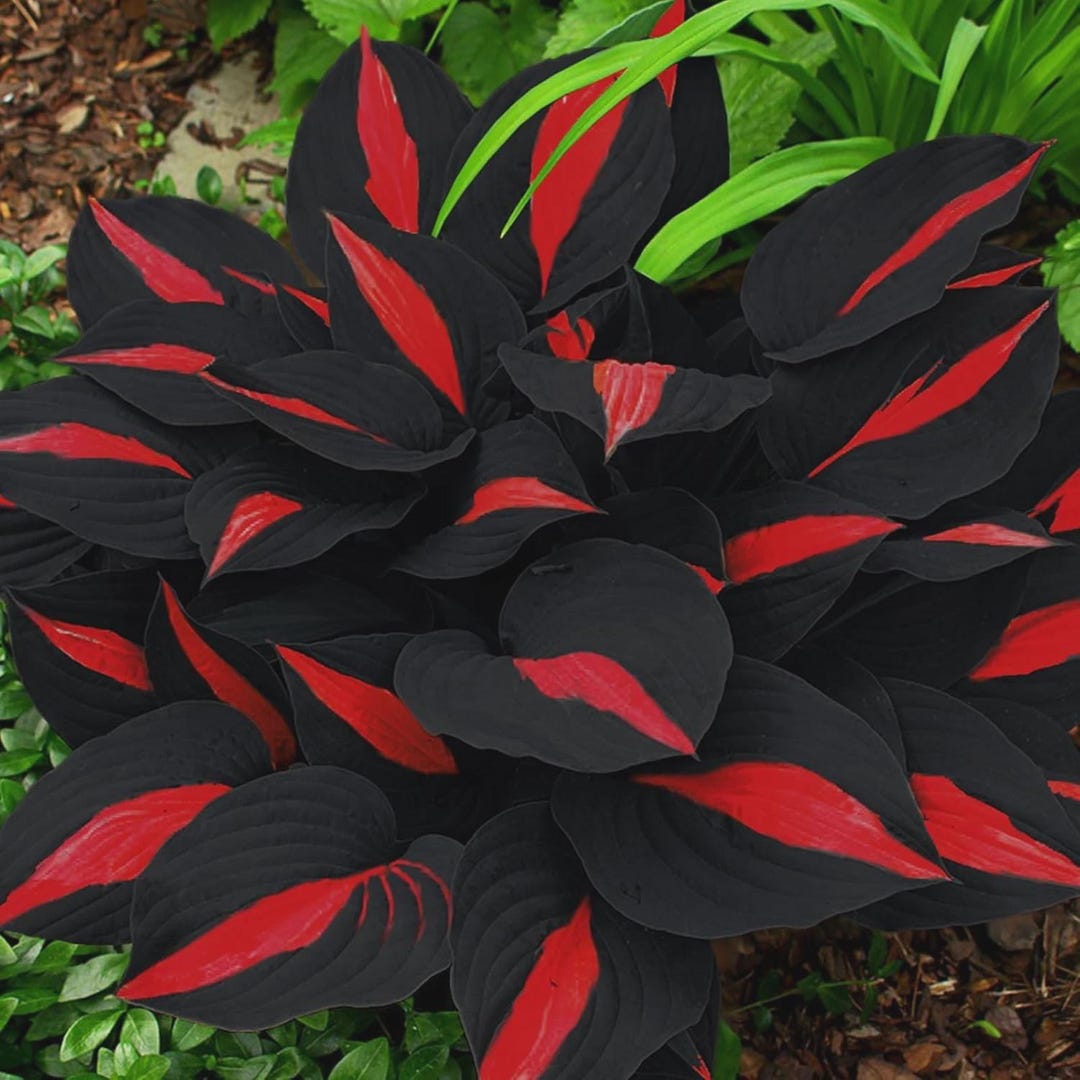 160 Hosta Seeds – Non-gmo Black Red Hostas, Perennial Shade Plants for ...