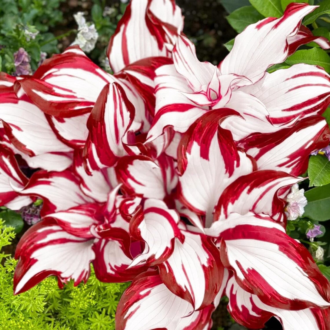 200 Red White Hosta Seeds – Rare Shade Plant – Cold Hardy Perennial ...
