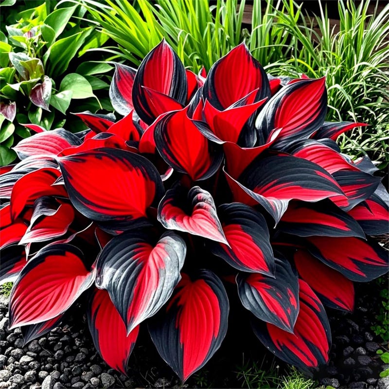 Black and Red Hosta Plants - Etsy