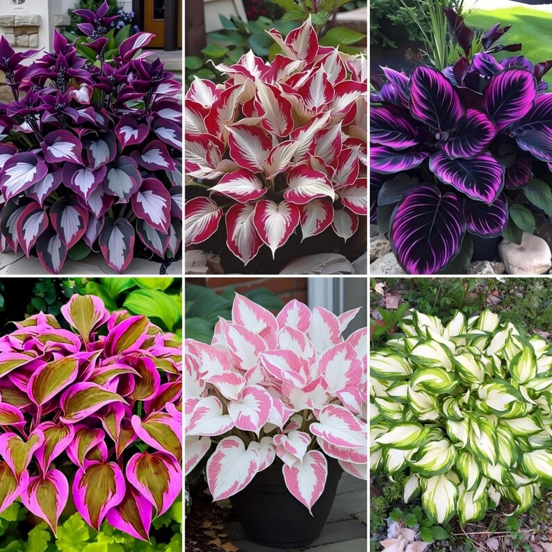 180 Mixed Hosta Seeds – Shade/cold Hardy Perennials – Easy Grow Ground ...