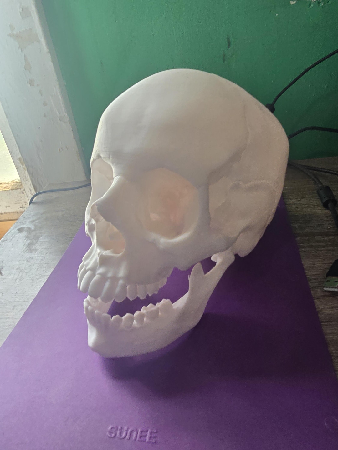 3D Printed Human Skull - Etsy