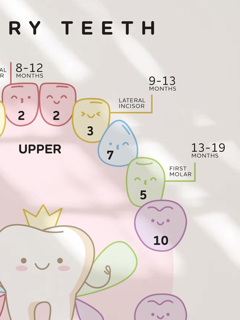 Primary Teeth Poster for Kids, Tooth Chart Classroom Decor, Dental ...
