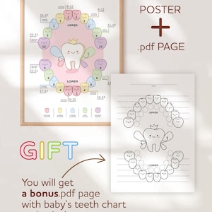 Primary Teeth Poster for Kids, Tooth Chart Classroom Decor, Dental ...