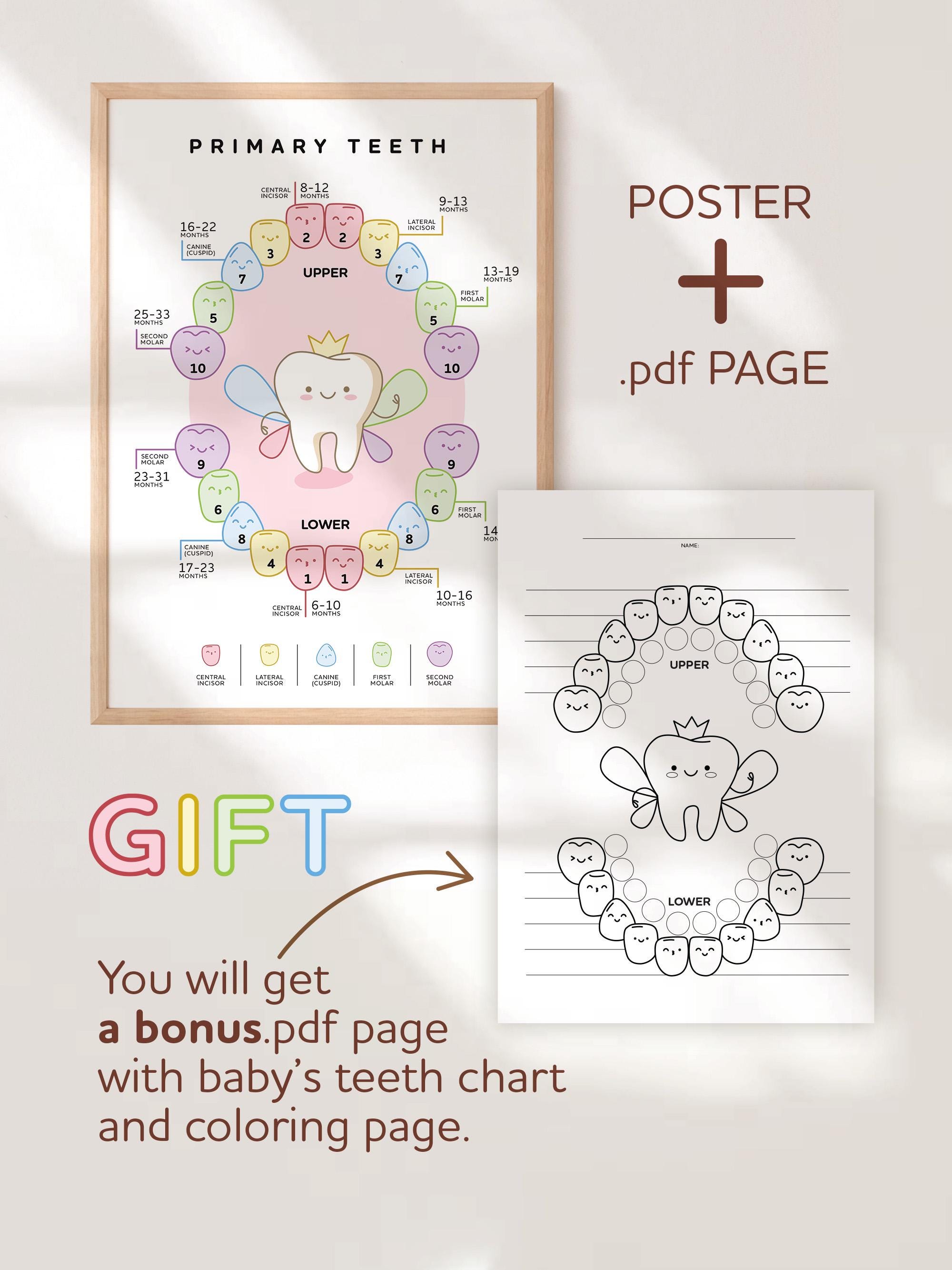 Primary Teeth Poster for Kids | Baby Tooth Chart Printable | Dental ...