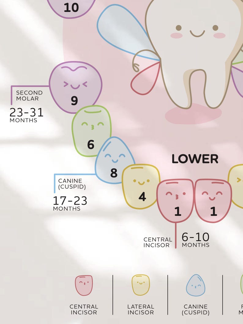 Primary Teeth Poster for Kids, Tooth Chart Classroom Decor, Dental ...