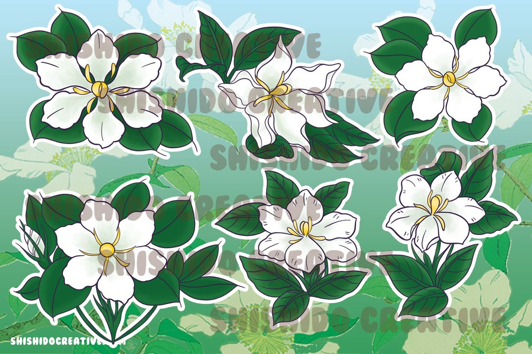 Japanese Gardenia Samapaguita Jasmine Flower Sticker Sheet - Etsy