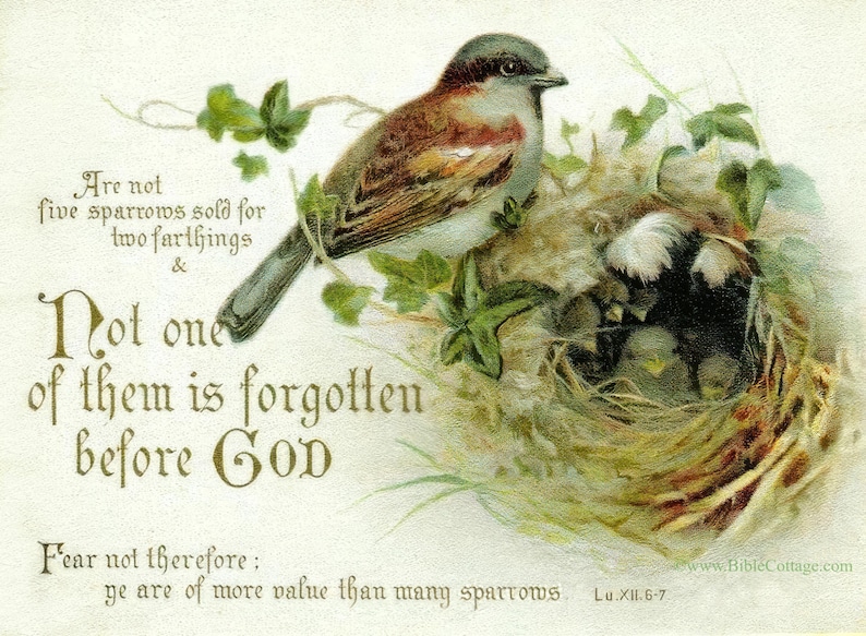 You Are of More Value Than Many Sparrows – Luke 12:6-7 – Vintage Christian Art – Inspiring and ...