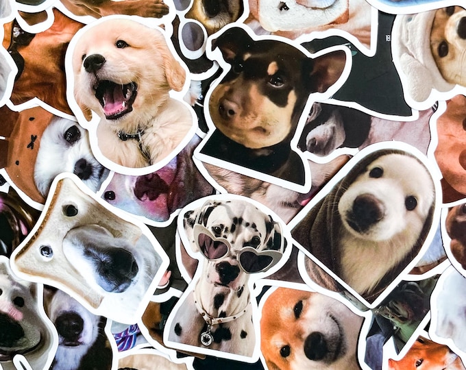 Animal Meme Stickers - Etsy