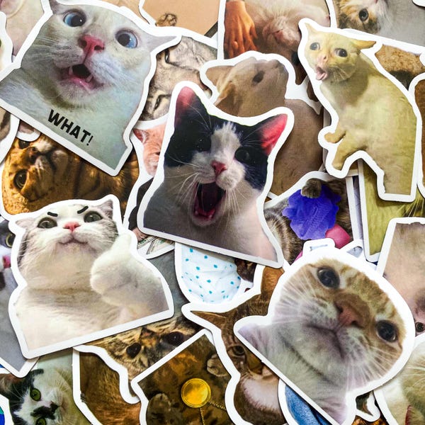 Cat Meme Funny Bumper Sticker - Etsy