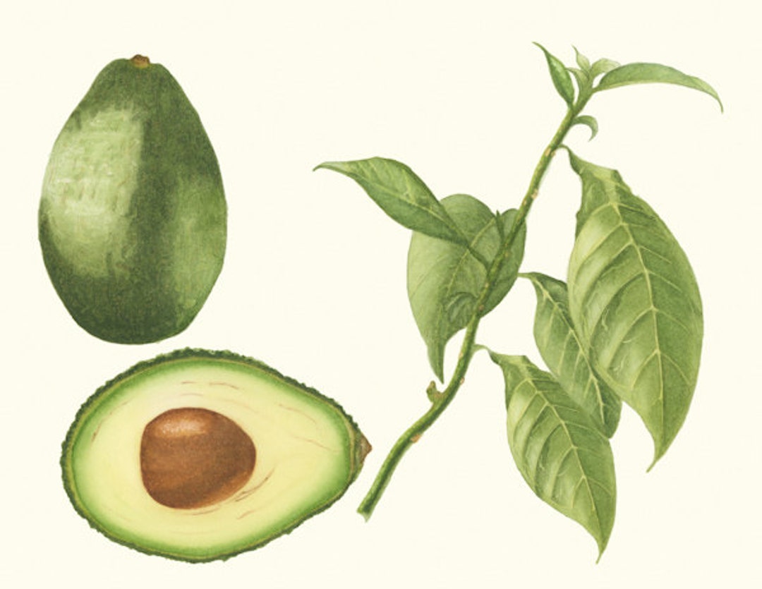Avocado/ BOTANICAL-FOOD Illustration/archival Giclee Print/green - Etsy