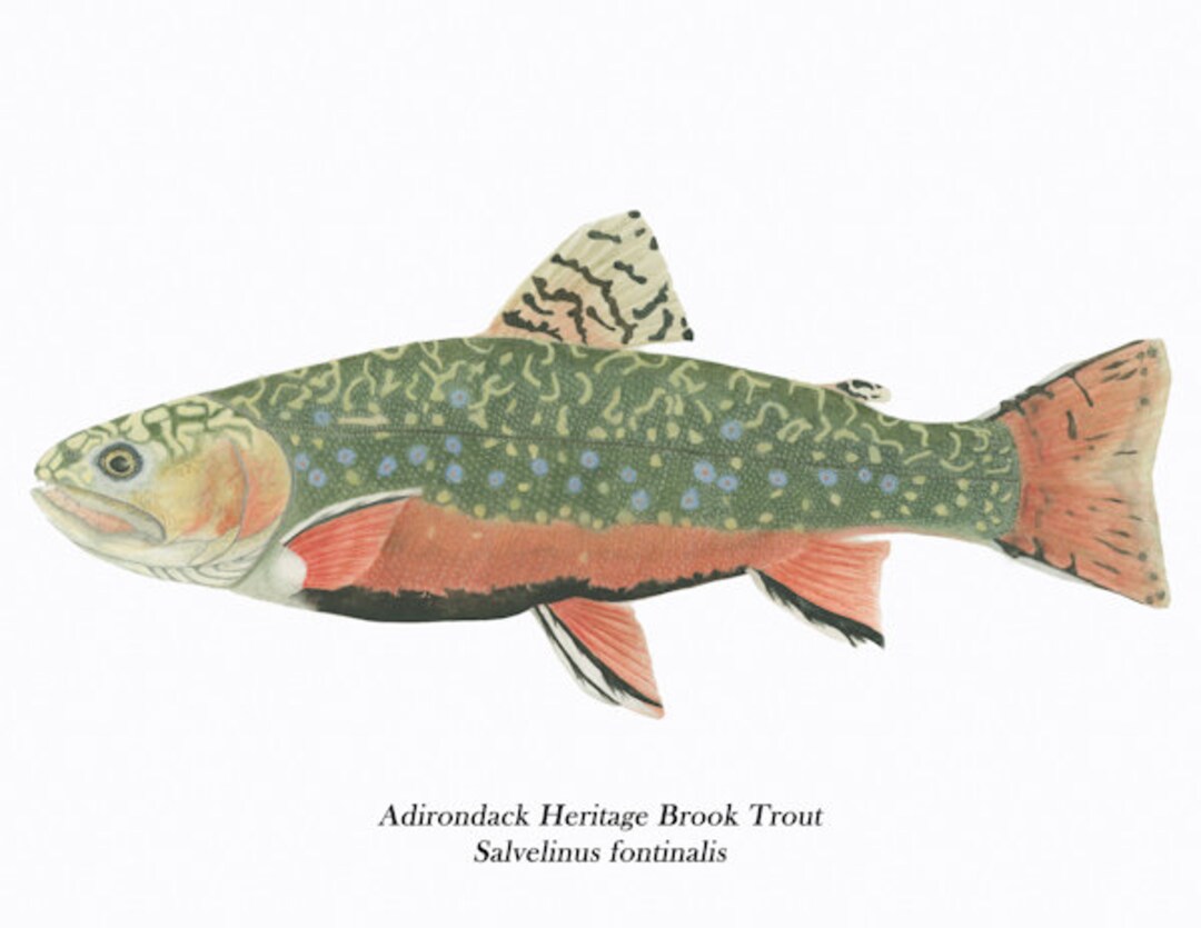 ADK Brook Trout /FISH Illustrations/archival Giclee - Etsy