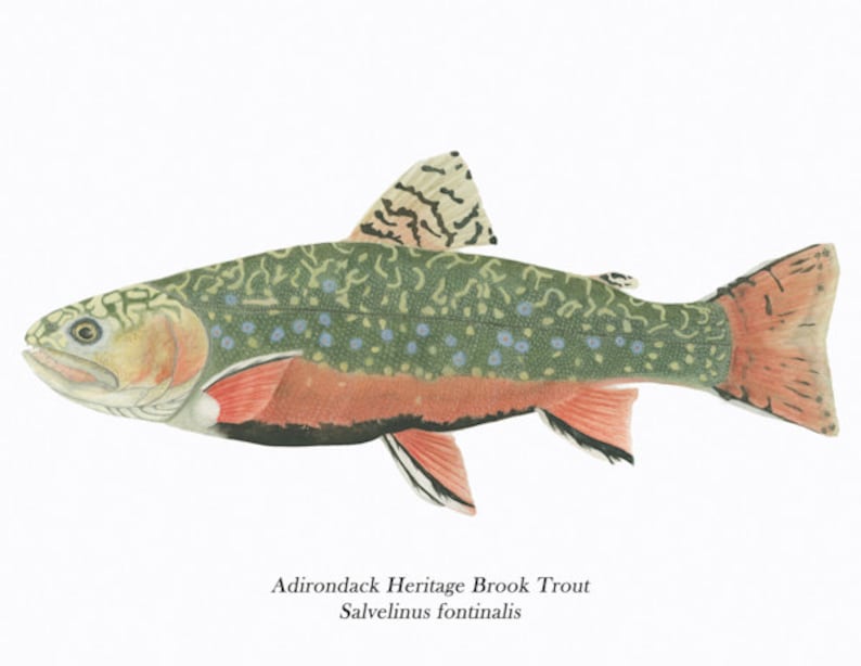 ADK Brook Trout /FISH Illustrations/archival Giclee Print/conservation ...