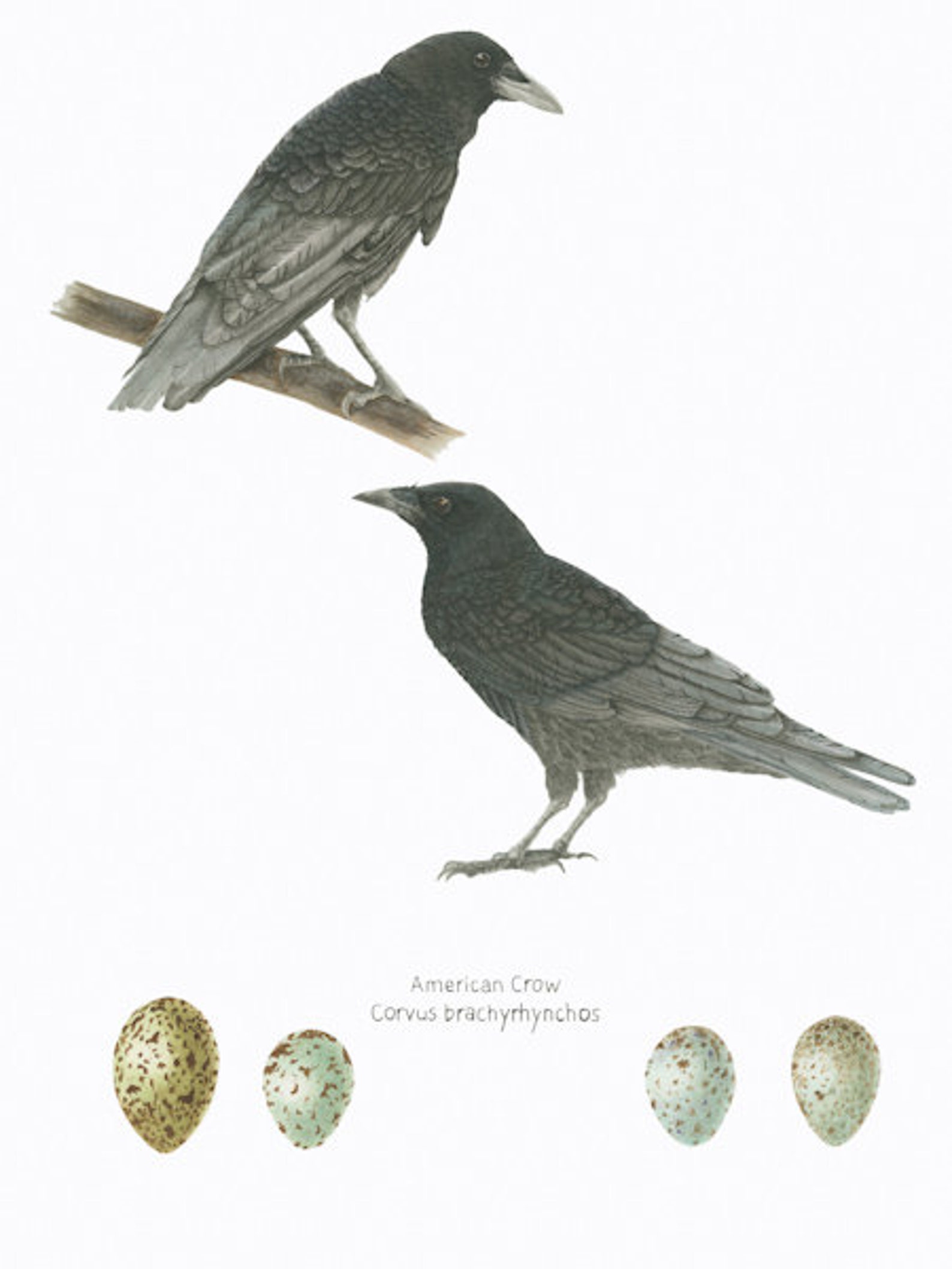 AMERICAN CROW/ BIRD and Eggs Illustration/ Natural Science Archival ...