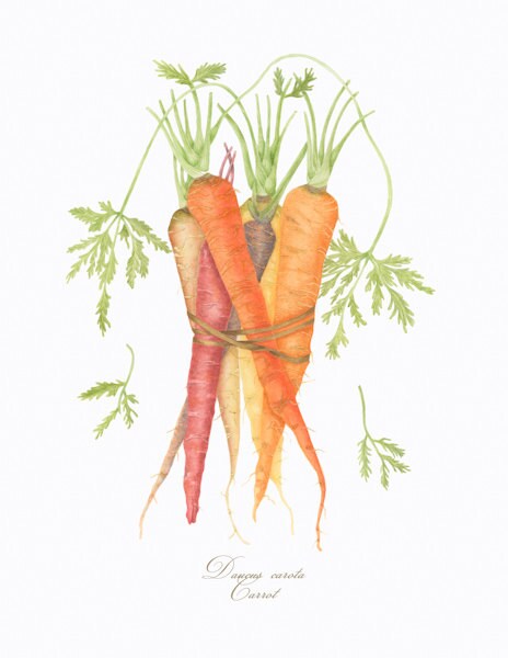 Carrots/ BOTANICAL-FOOD Illustration/archival Giclee Print/red,yellow ...