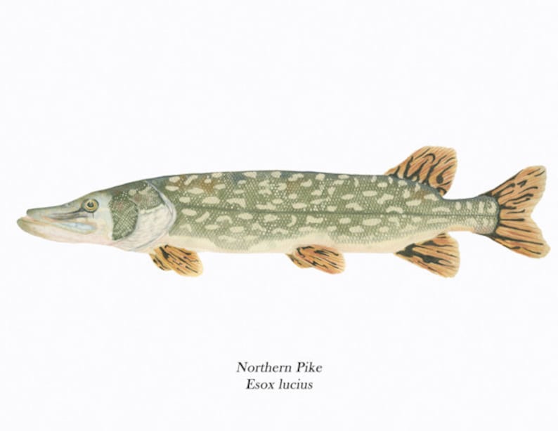 Fish Illustration/northern Pike/ GICLEE Print/ichthyology/green - Etsy