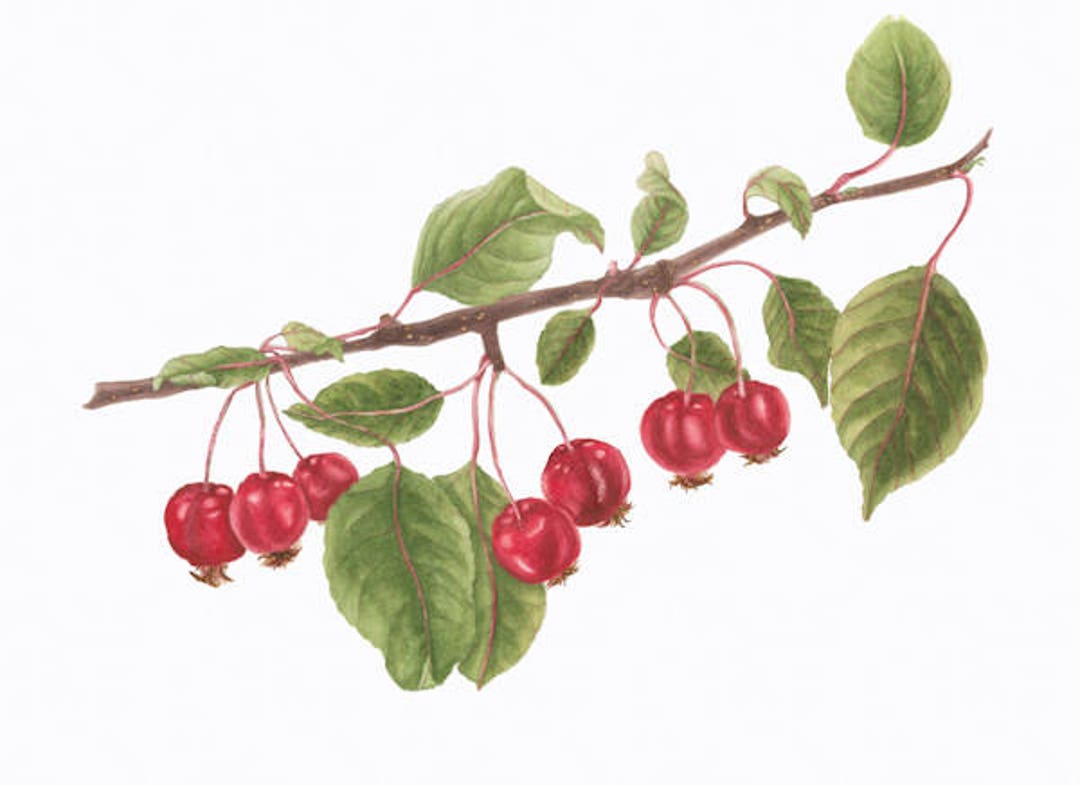 Crabapple/botanical Illustration/archival Giclee/food Art/red,green - Etsy