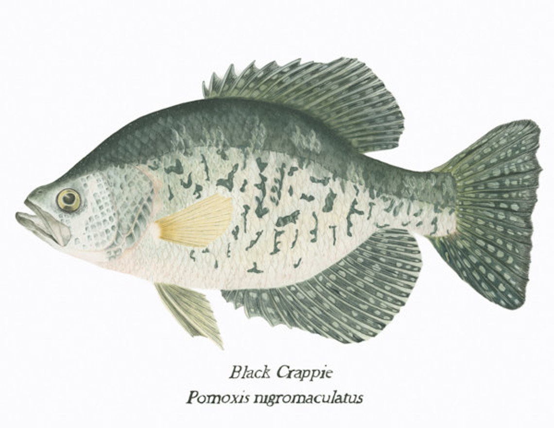 Black Crappie/fish ILLUSTRATION/ Archival Giclee Print/natural Science ...