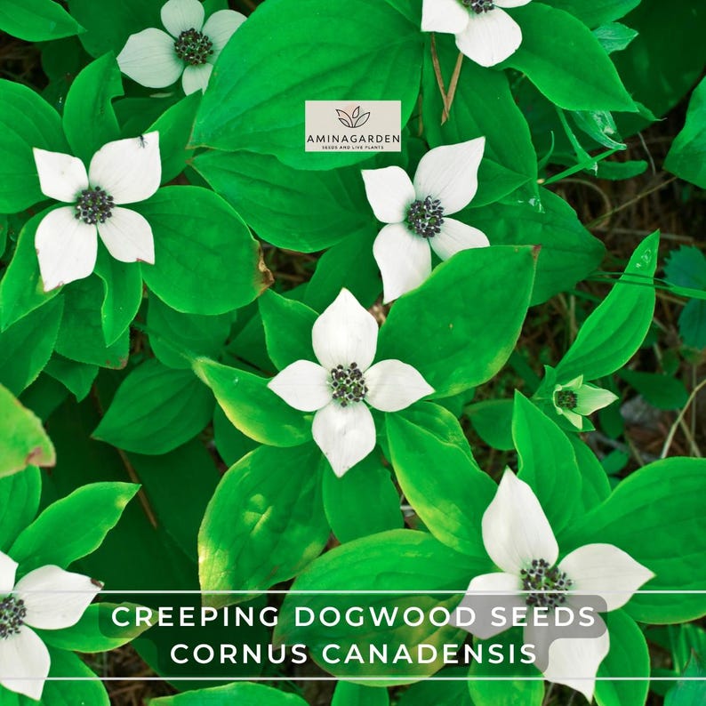 Creeping Dogwood Seeds – Cornus Canadensis | Bunchberry Groundcover ...