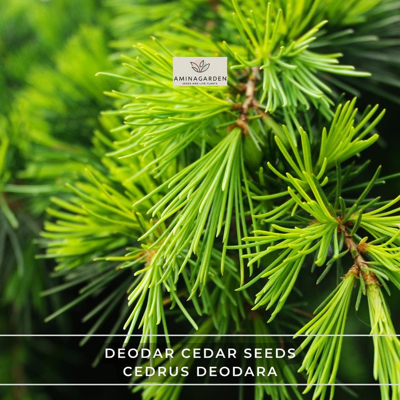 Deodar Cedar Seeds – Cedrus Deodara | Fragrant Himalayan Evergreen Tree ...