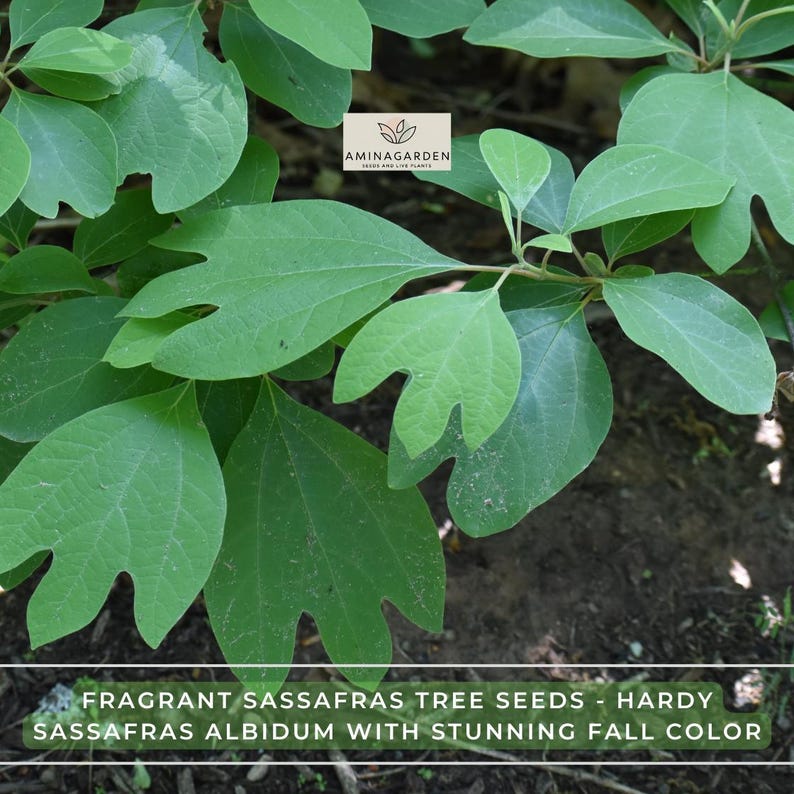 Fragrant Sassafras Tree Seeds - Hardy Sassafras Albidum With Stunning Fall Color - Etsy