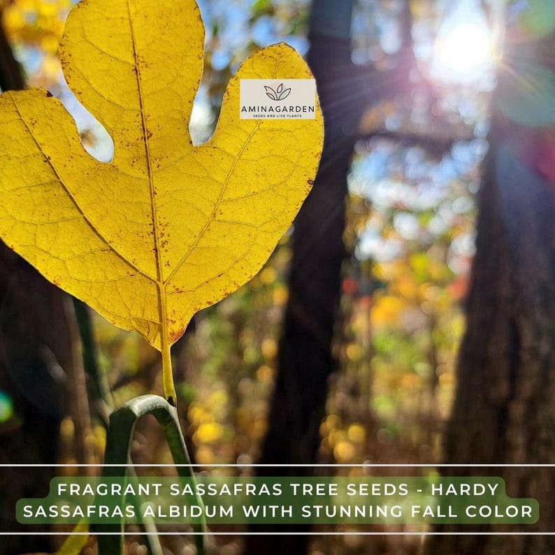 Fragrant Sassafras Tree Seeds - Hardy Sassafras Albidum With Stunning ...