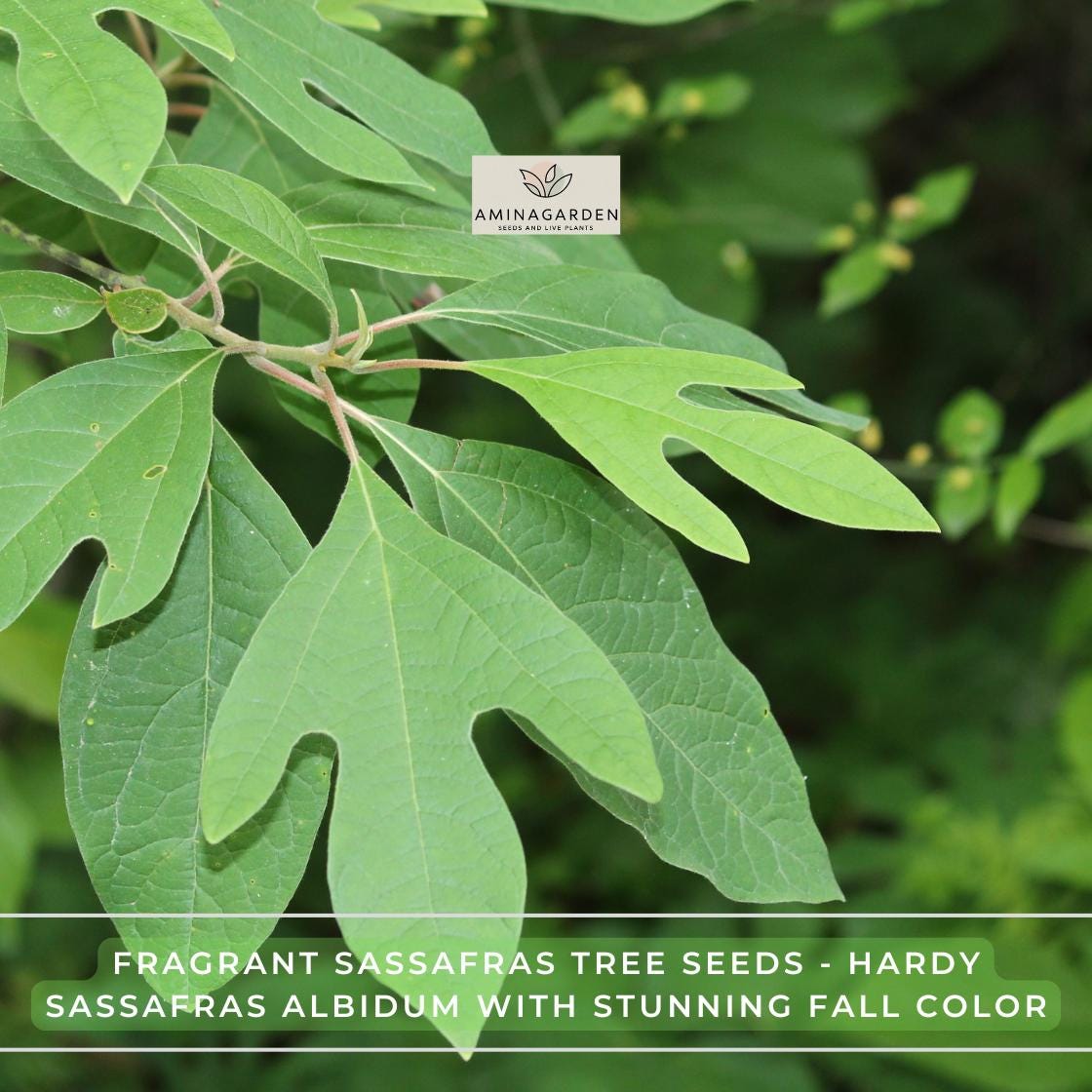 Fragrant Sassafras Tree Seeds - Hardy Sassafras Albidum With Stunning ...