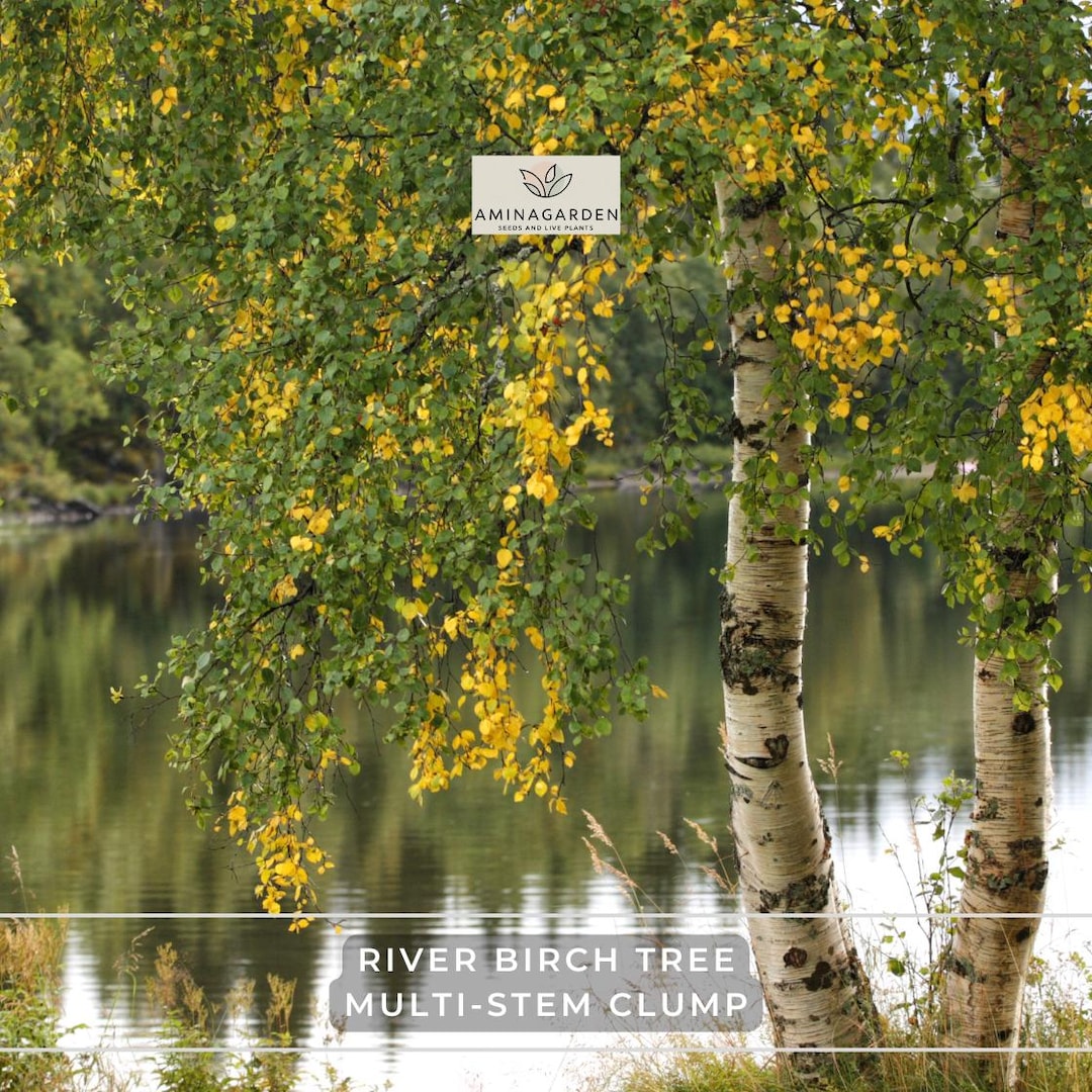 River Birch Tree – Multi-stem Clump, Quart Pot (betula Nigra), Hardy ...