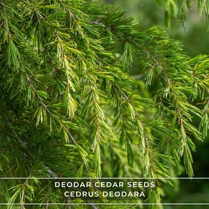 Deodar Cedar Seeds – Cedrus Deodara | Fragrant Himalayan Evergreen Tree ...