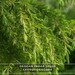 Deodar Cedar Seeds – Cedrus Deodara | Fragrant Himalayan Evergreen Tree ...