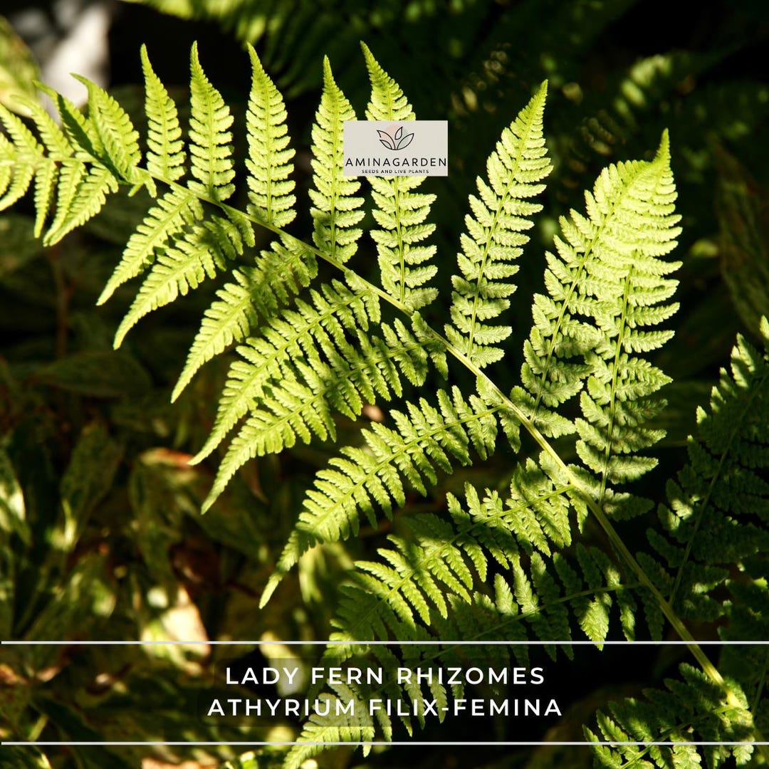 Lady Fern Rhizomes – Athyrium Filix-femina (5 Roots, Hardy Shade ...