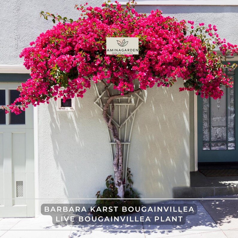 Barbara Karst Bougainvillea – Live Bougainvillea Plant – Vibrant ...