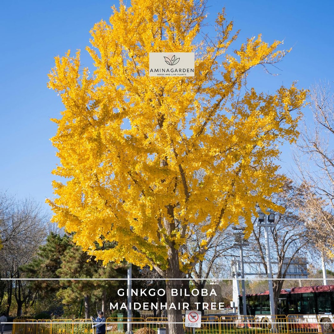 Ginkgo Biloba – Maidenhair Tree, Hardy Ornamental Tree - Etsy