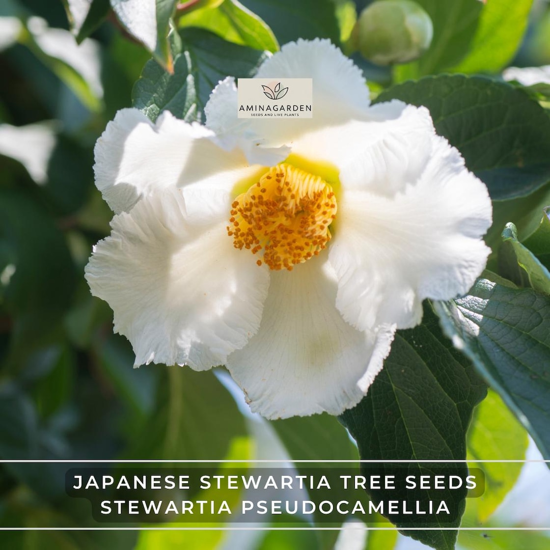 Japanese Stewartia Tree Seeds – Stewartia Pseudocamellia, Showy Fall ...