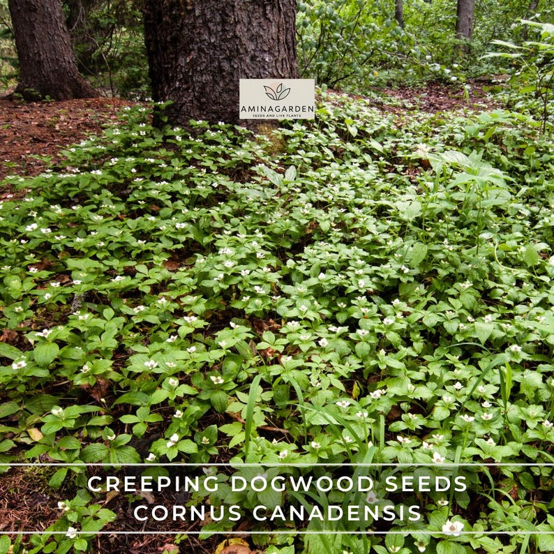 Creeping Dogwood Seeds – Cornus Canadensis | Bunchberry Groundcover ...