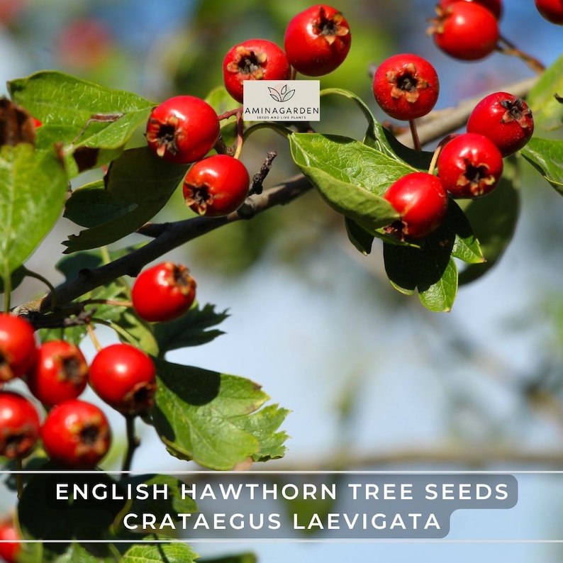 English Hawthorn Tree Seeds – Crataegus Laevigata | Hardy Tree With ...