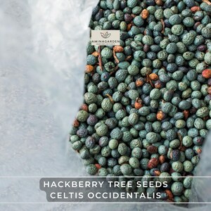 Hackberry Tree Seeds – Celtis Occidentalis | Fast-growing, Hardy Shade ...