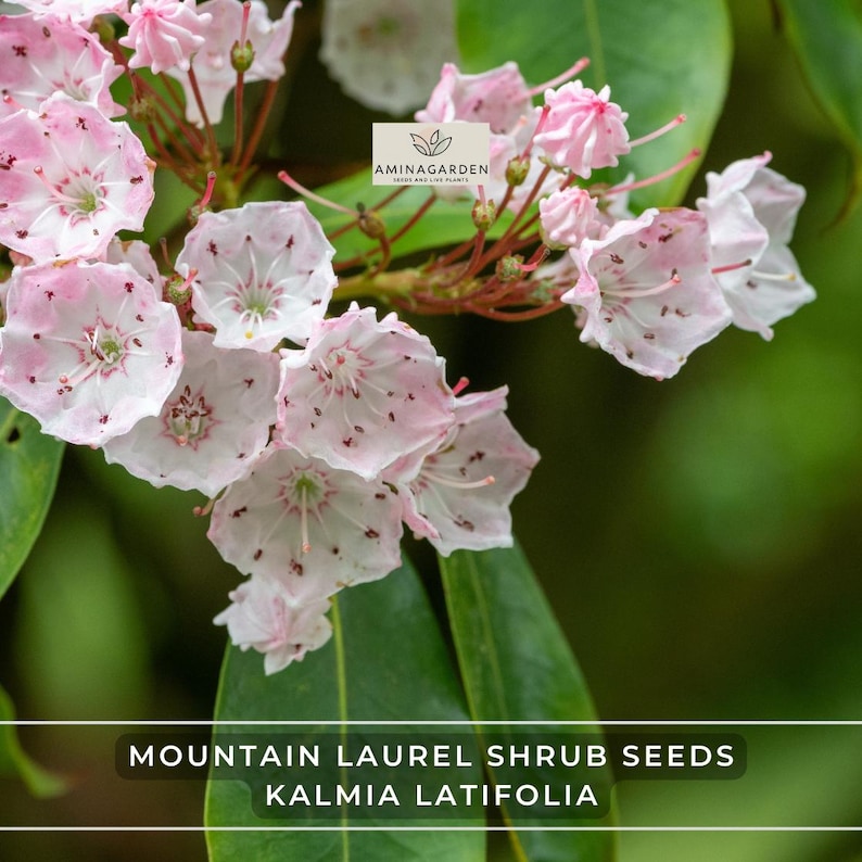 Mountain Laurel Shrub Seeds – Kalmia Latifolia, Showy Evergreen - Etsy