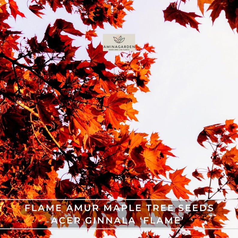 Flame Amur Maple Tree Seeds: Acer Ginnala Bonsai - Brilliant Fall Color ...