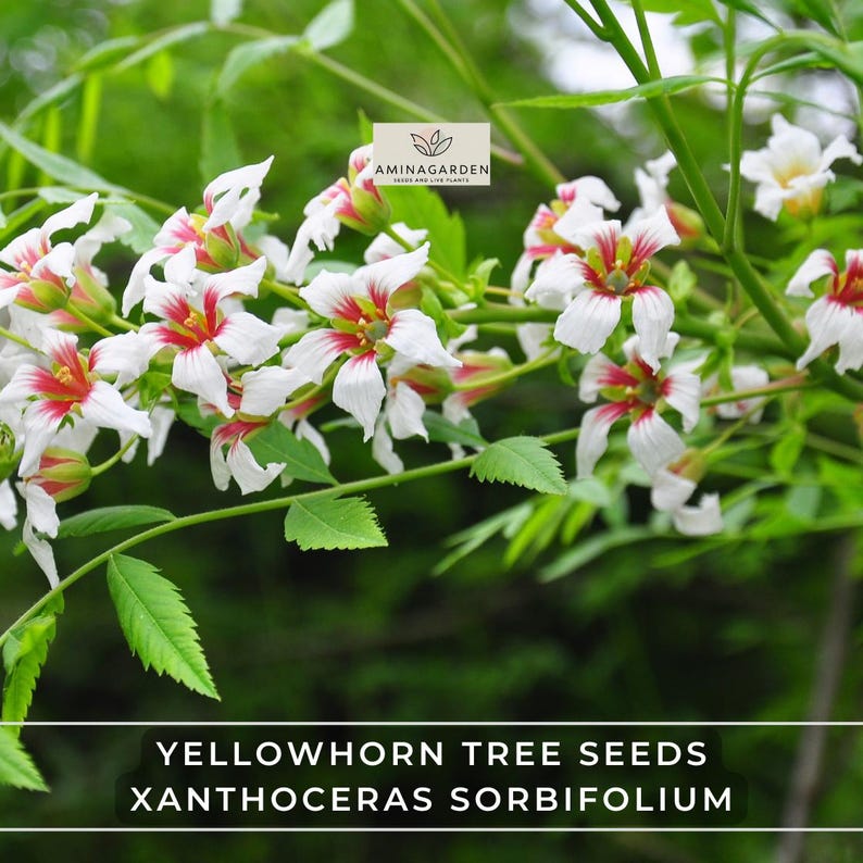 Yellowhorn Tree Seeds – Xanthoceras Sorbifolium | Hardy Tree With Showy ...