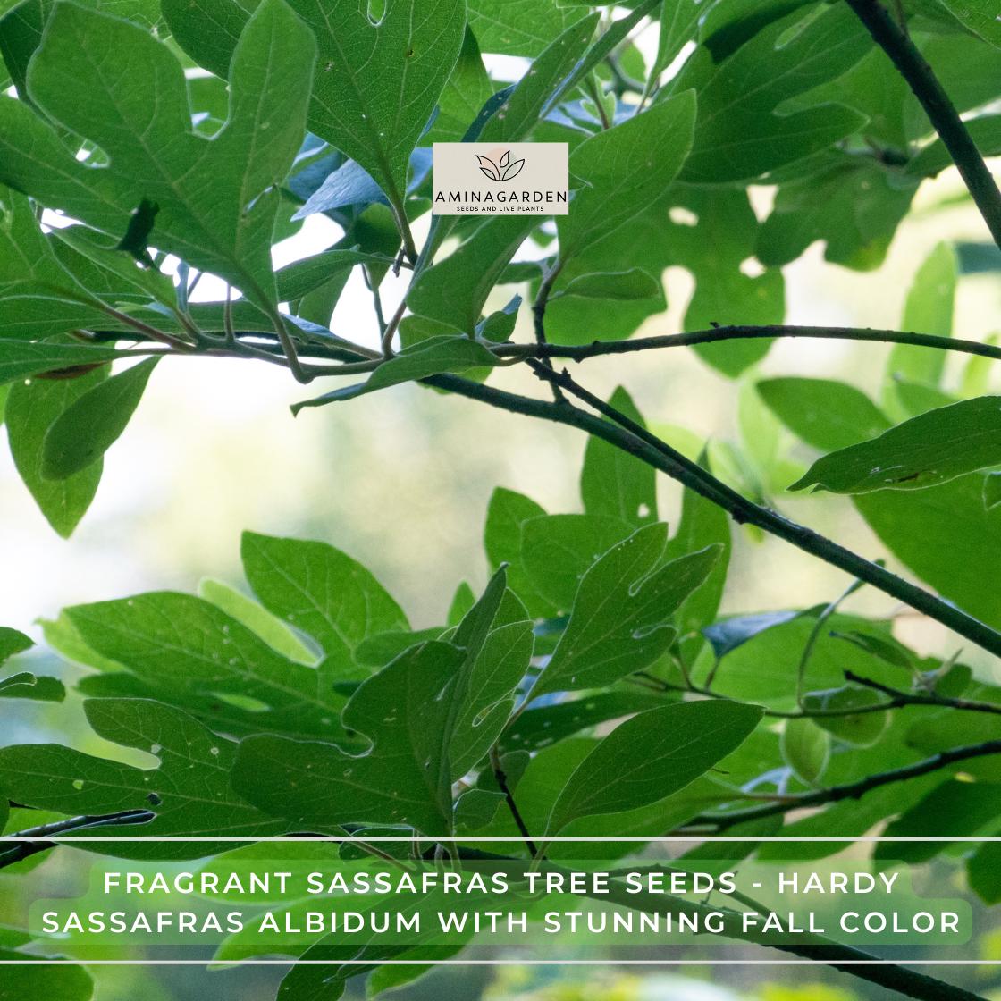 Fragrant Sassafras Tree Seeds - Hardy Sassafras Albidum With Stunning ...