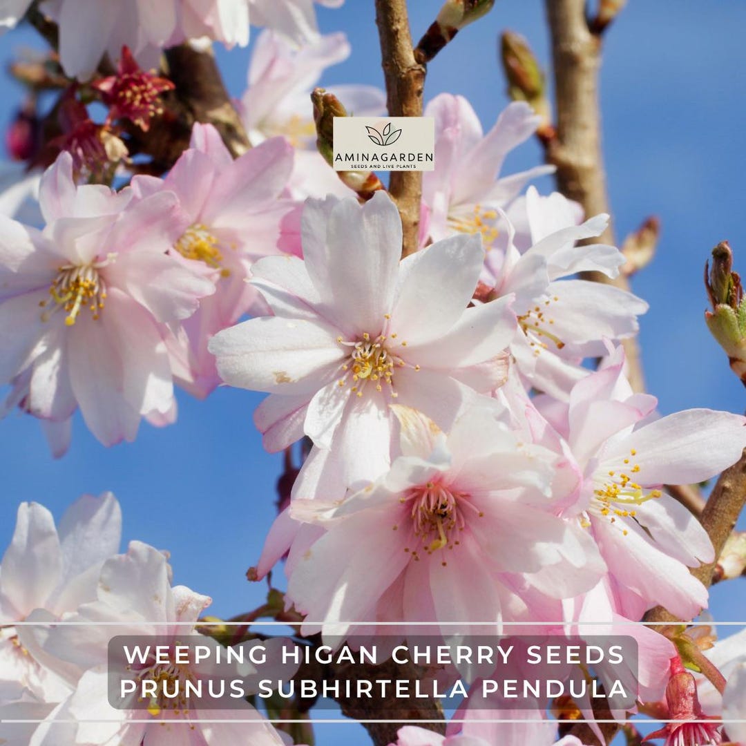Weeping Higan Cherry Seeds – Prunus Subhirtella Pendula (fast, Showy ...