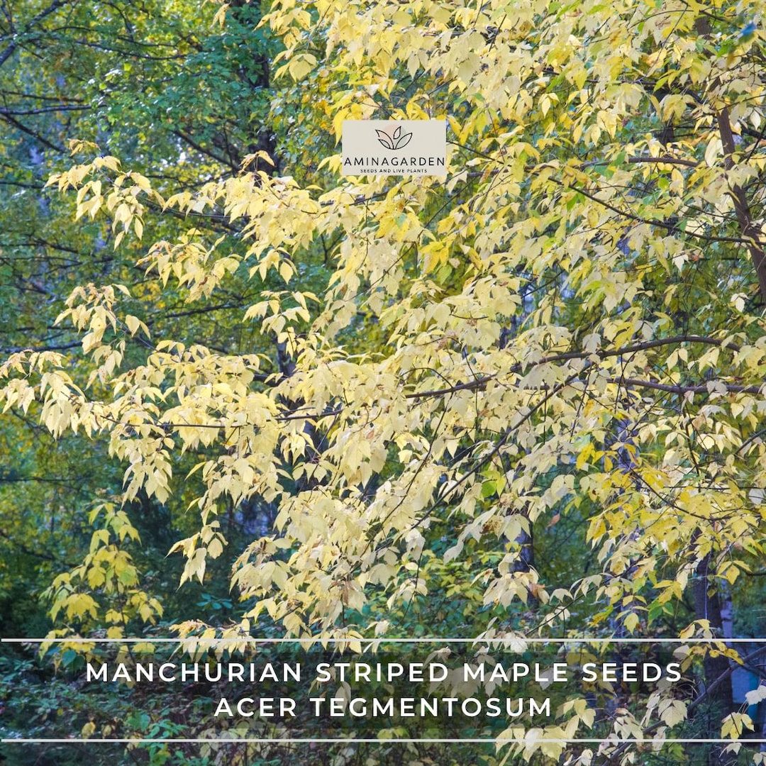 Manchurian Striped Maple Seeds – Acer Tegmentosum, Fast-growing Snake ...
