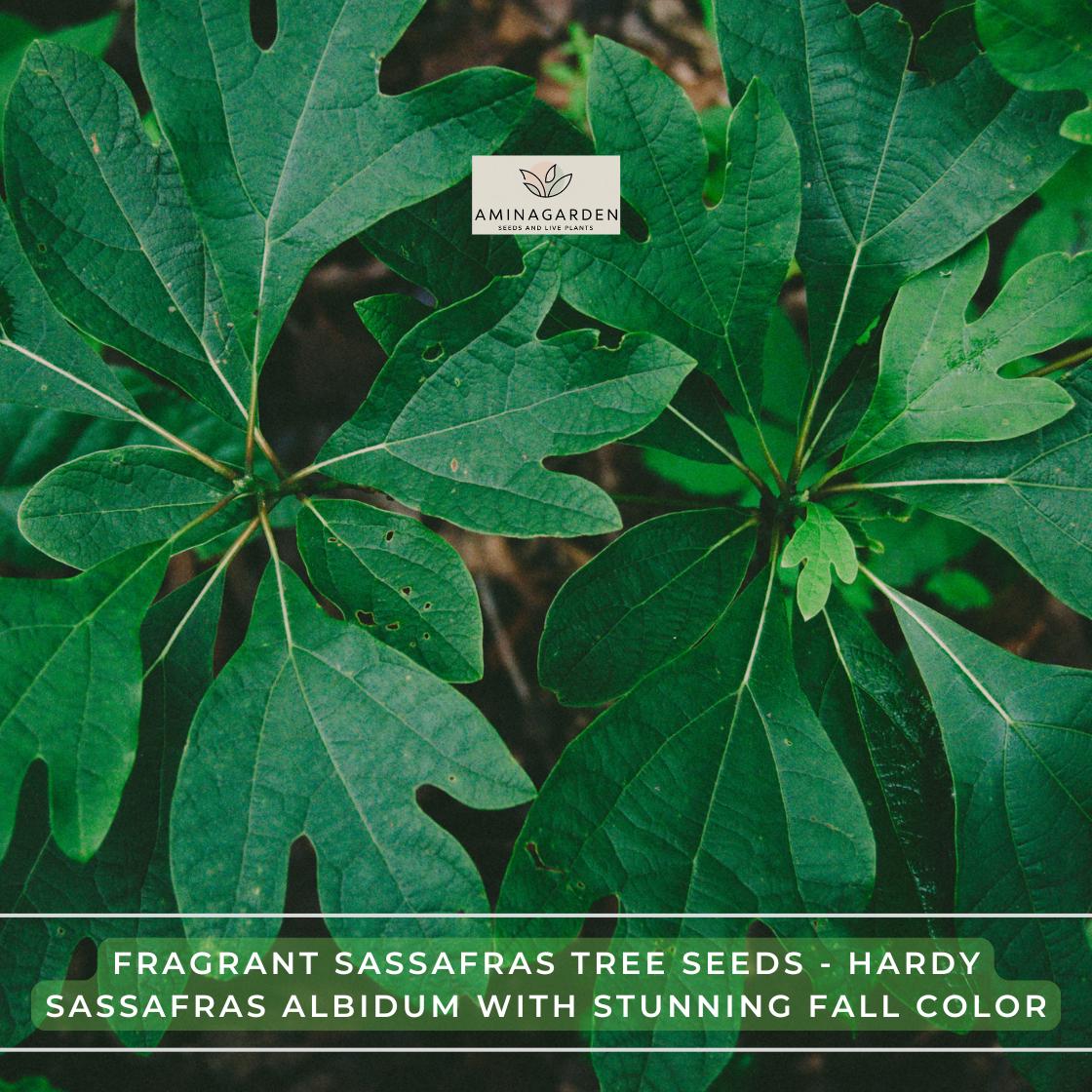 Fragrant Sassafras Tree Seeds: Hardy Sassafras Albidum, Showy Fall ...