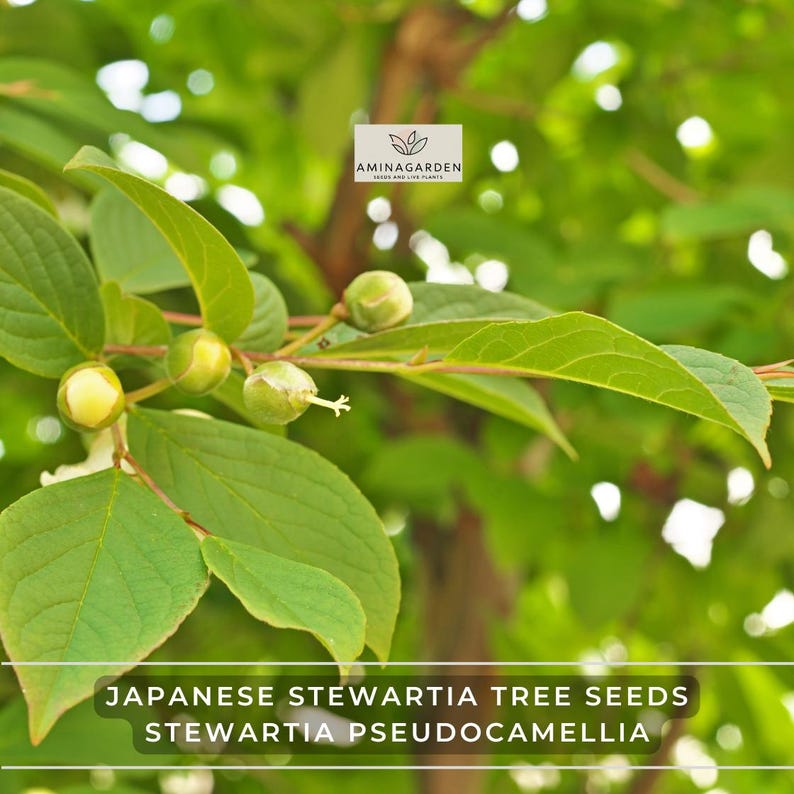 Japanese Stewartia Tree Seeds – Stewartia Pseudocamellia, Showy Fall ...